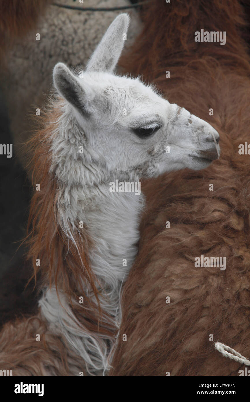 Llamas ecuador hi-res stock photography and images - Alamy