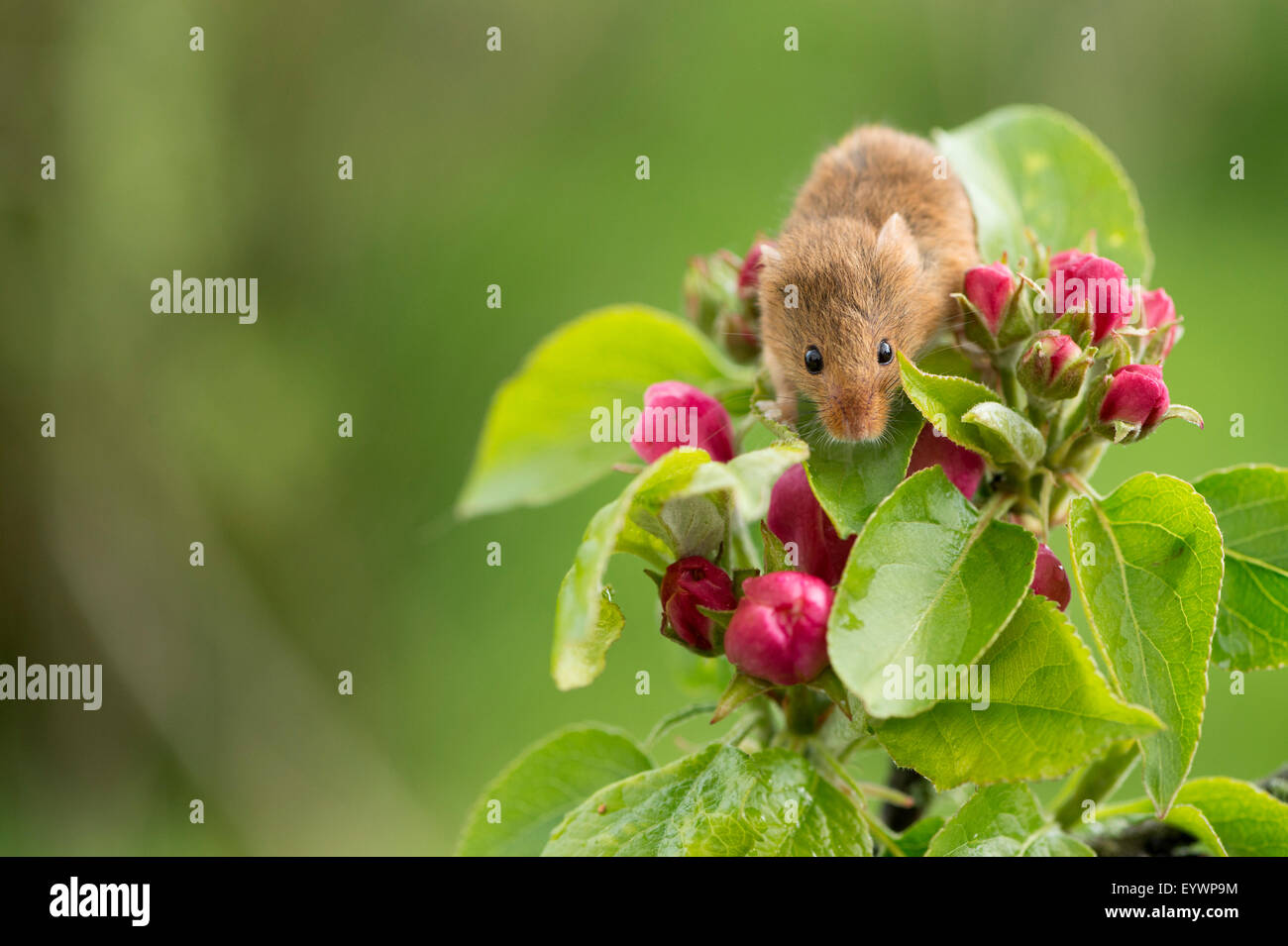 Eurasian harvest mouse (Micromys minutus), Devon, England, United ...