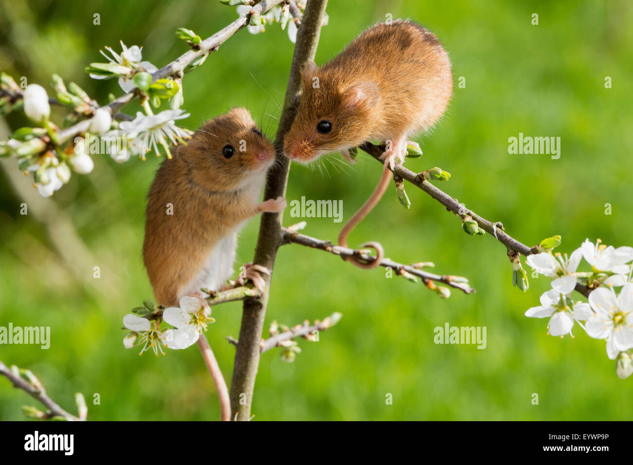 Eurasian harvest mouse (Micromys minutus), Devon, England, United ...