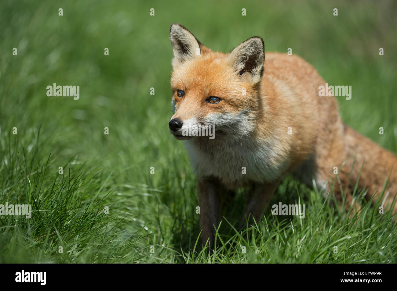 Red fox (Vulpes vulpes), Devon, England, United Kingdom, Europe Stock ...