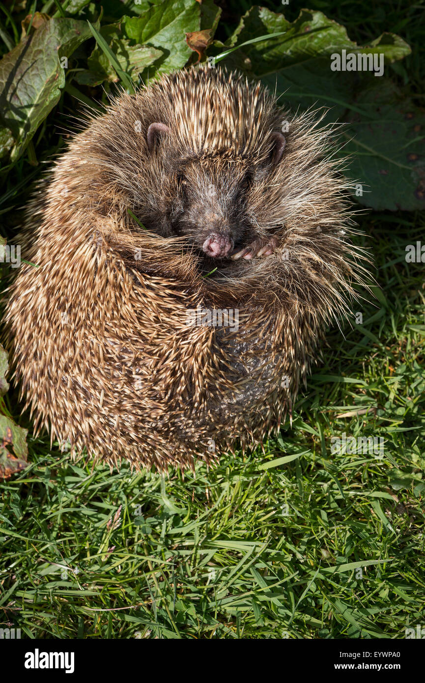 Hedgehog (Erinaceinae), Devon, England, United Kingdom, Europe Stock ...