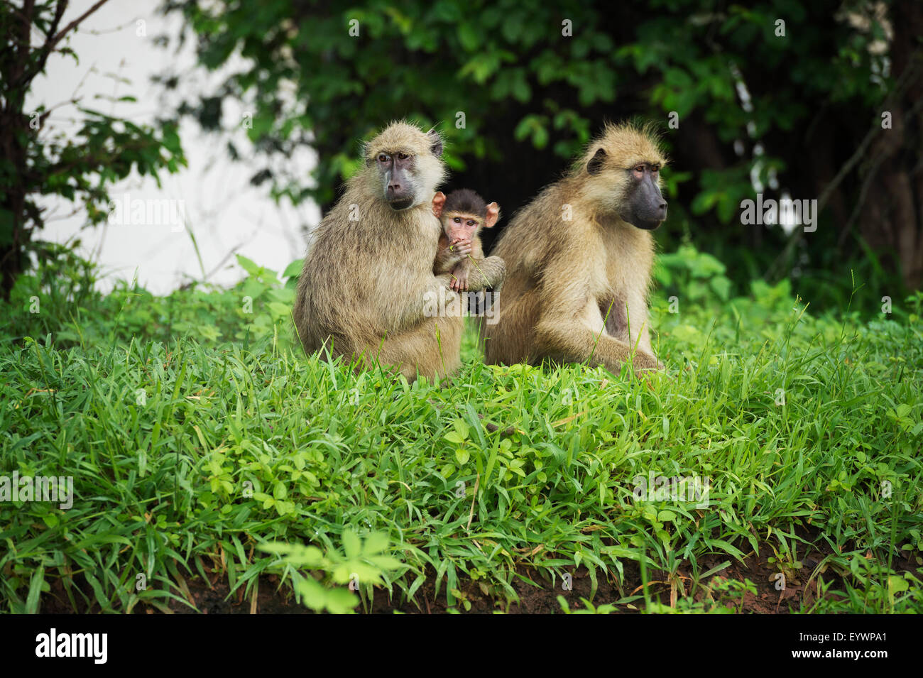 Baby baboon with mother hi-res stock photography and images - Alamy