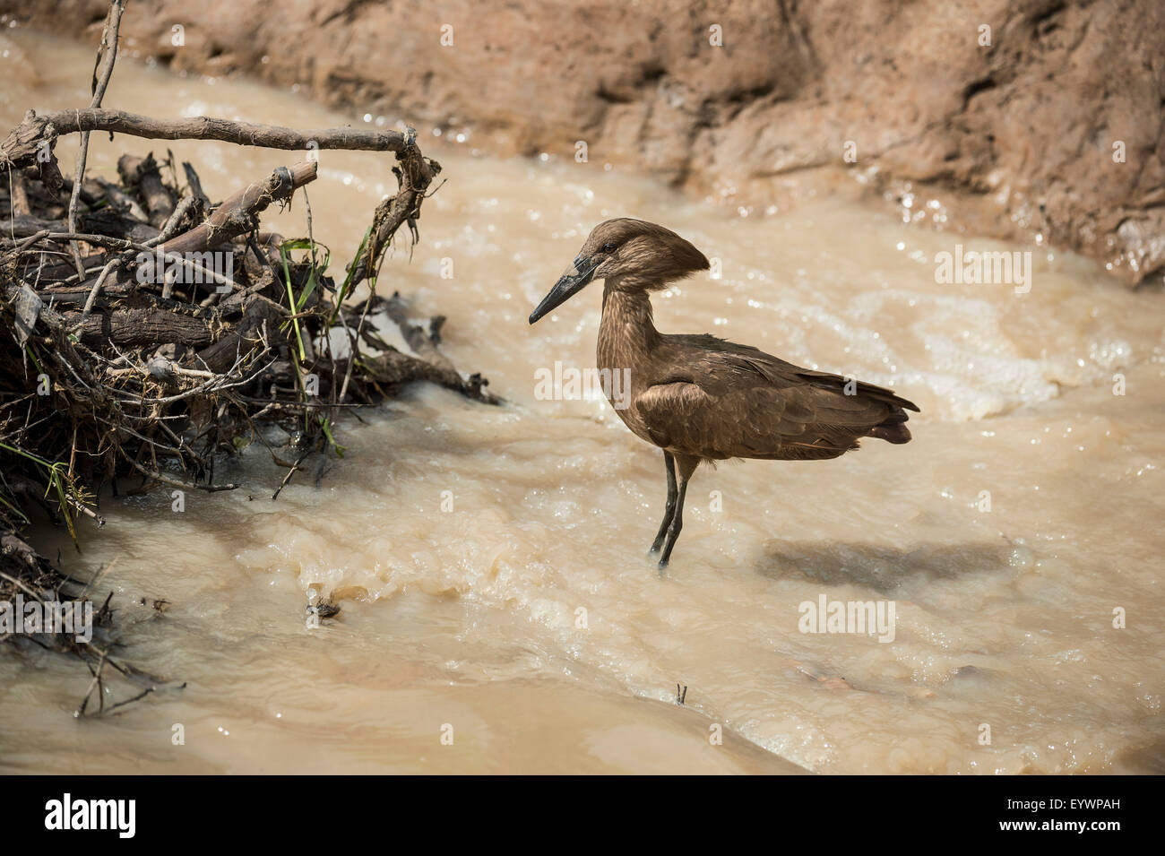 Hamerkop hammerhead scopus umbretta bird hi-res stock photography and ...