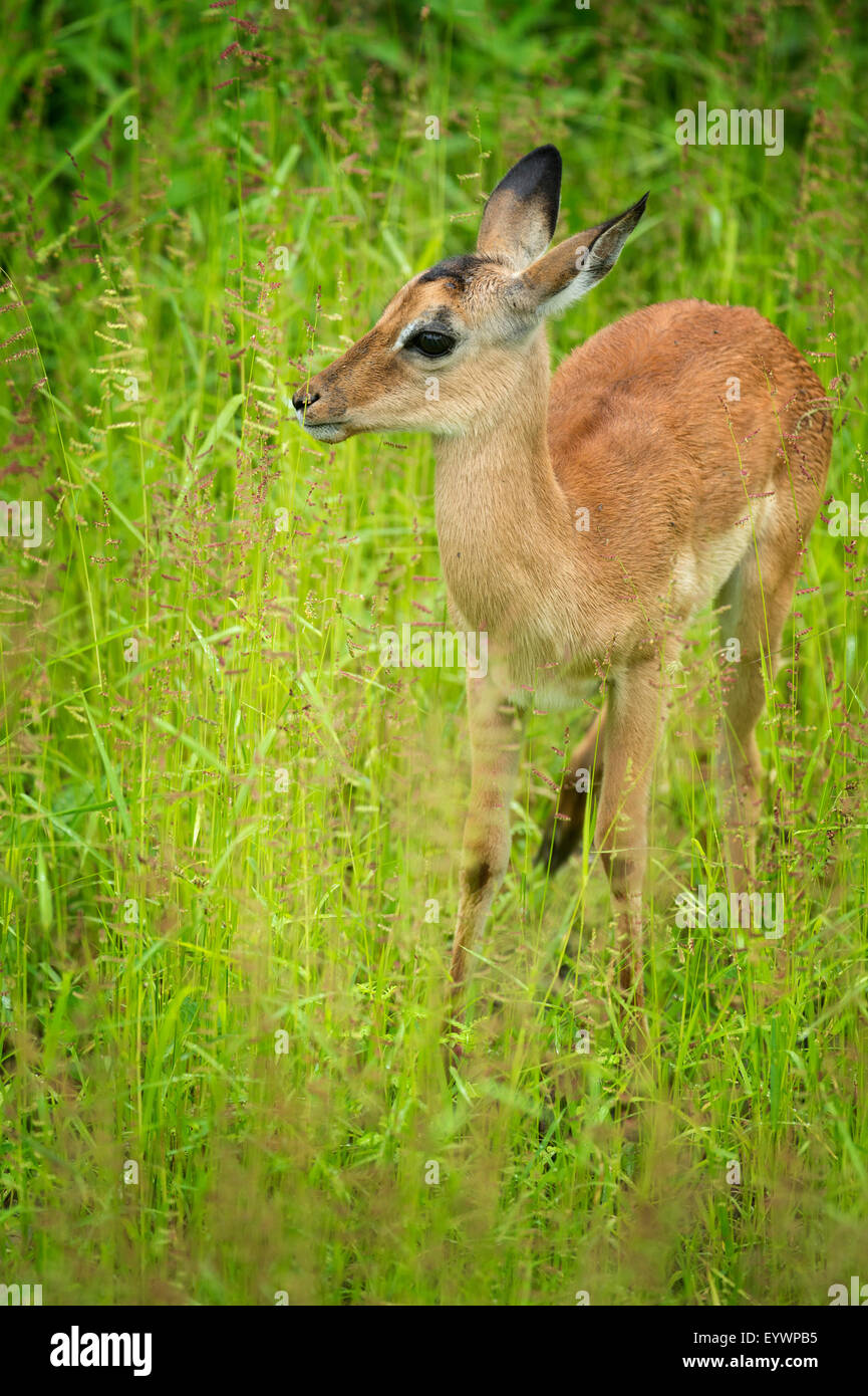 Female impala hi-res stock photography and images - Alamy