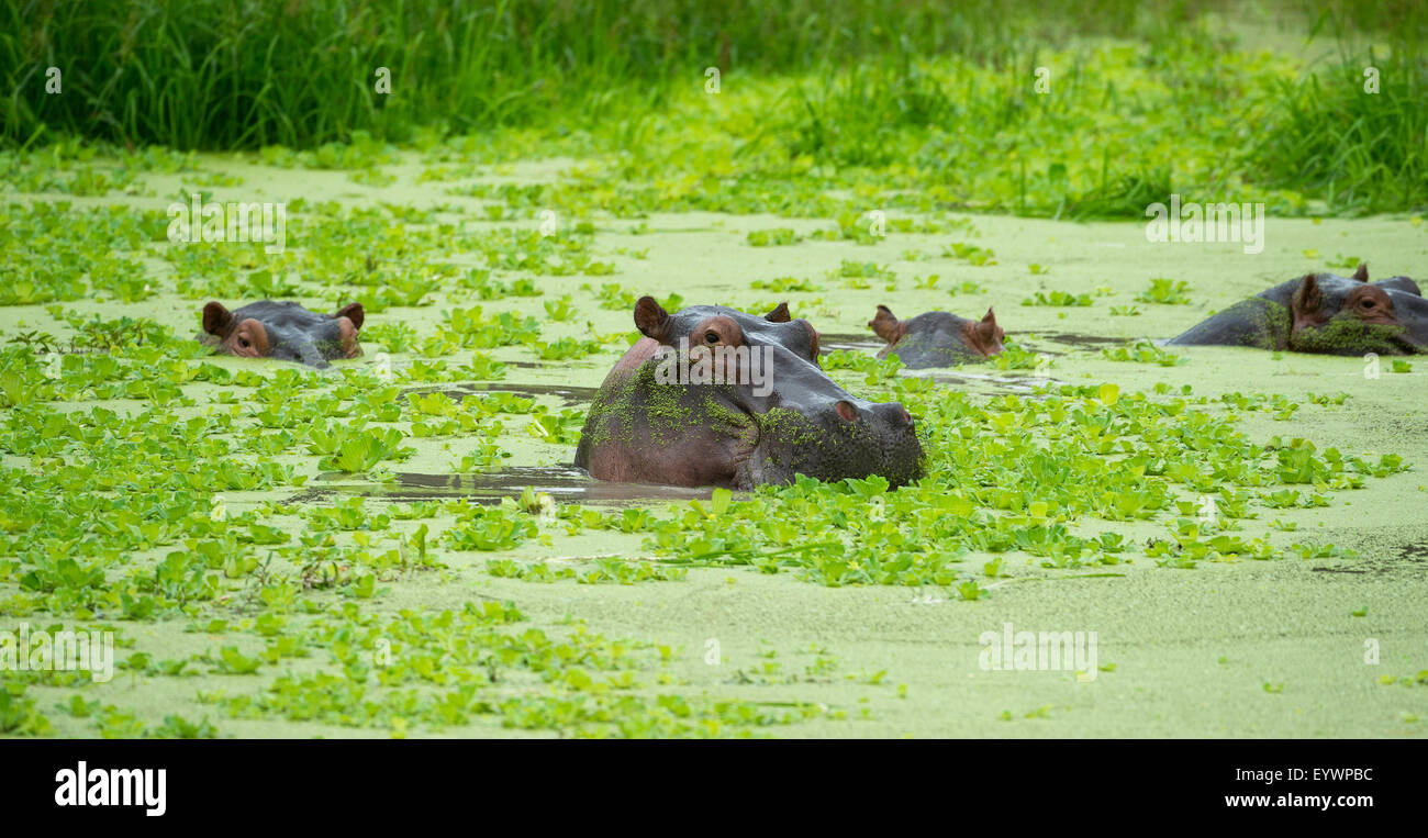 Hippopotamus (Hippos) wallowing in Hippo pool, South Luangwa National ...