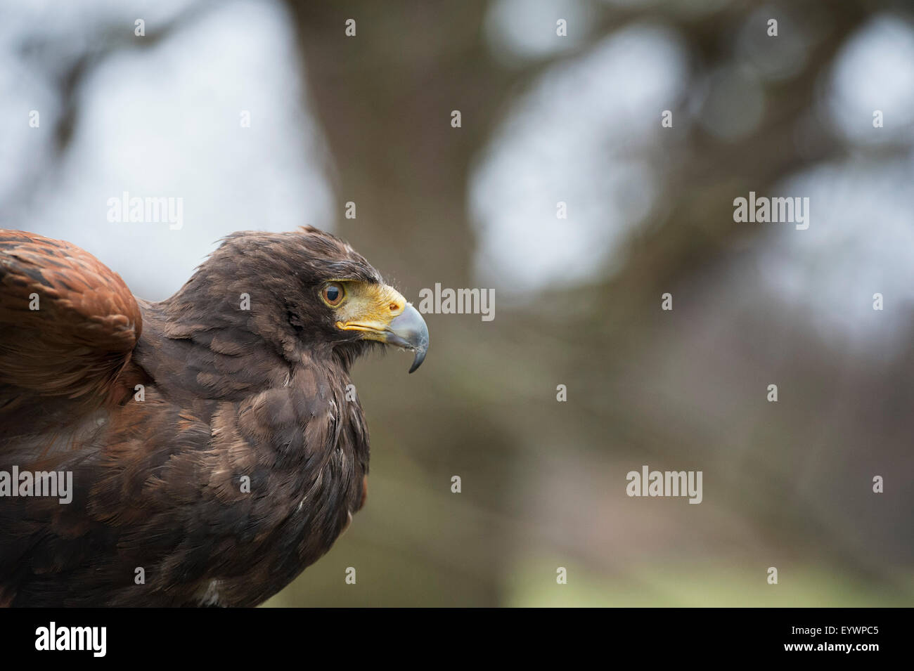 Harris hawk (Parabuteo unicinctus), raptor, Herefordshire, England ...