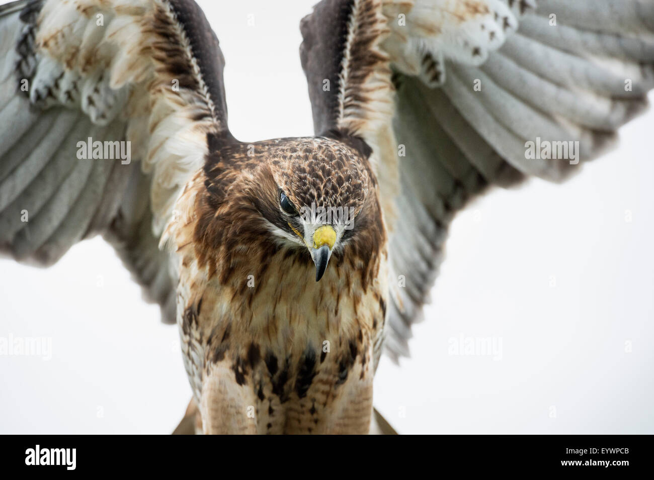 Hawk swooping hi-res stock photography and images - Alamy