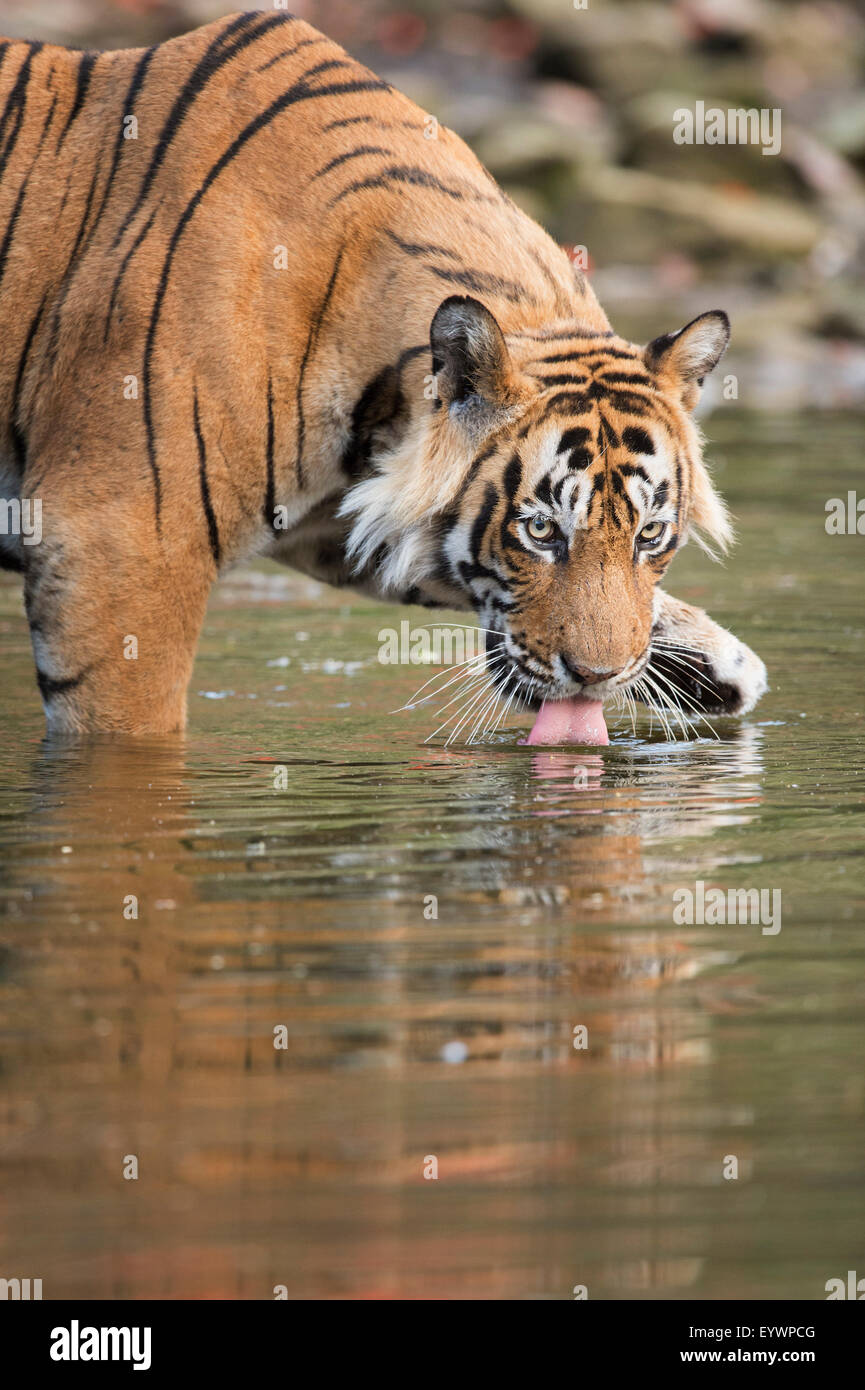 Ustaad, T24, Royal Bengal tiger (Tigris tigris) drinking, Ranthambhore ...