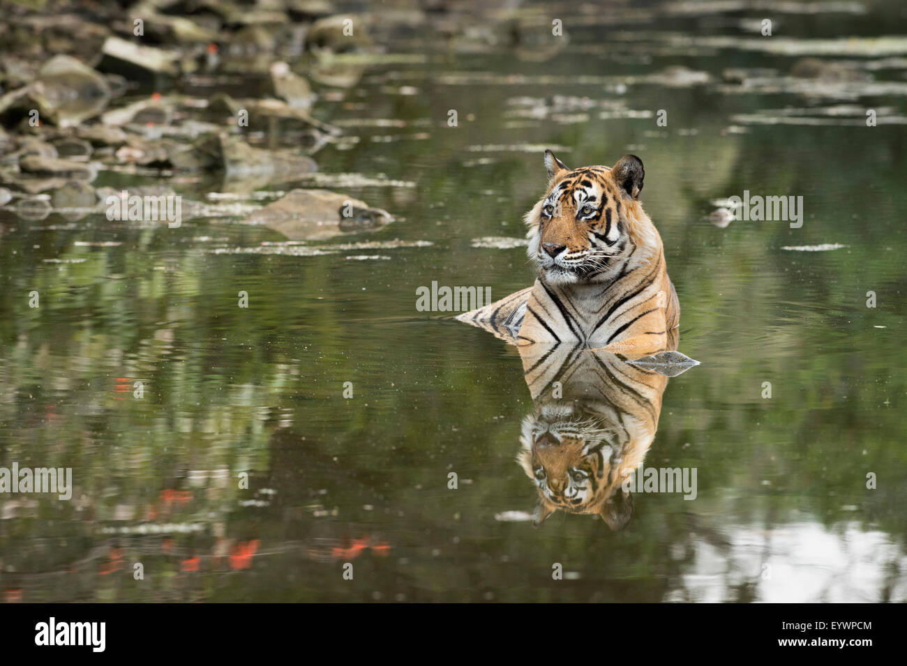 Royal bengal tiger in water hi-res stock photography and images - Alamy