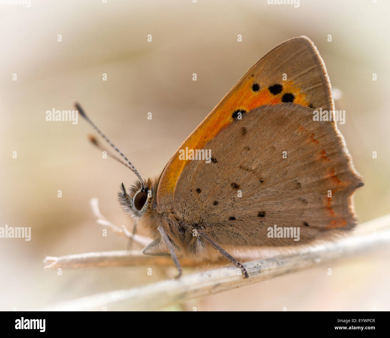 Small Brown Butterfly Stock Photos & Small Brown Butterfly Stock Images ...