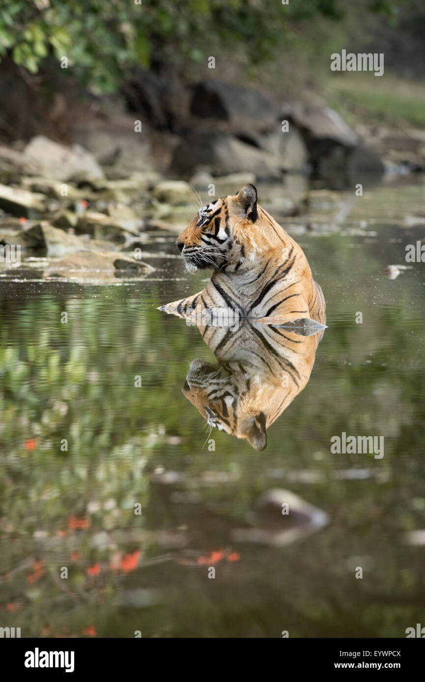 Ustaad, T24, Royal Bengal tiger (Tigris tigris), Ranthambhore ...