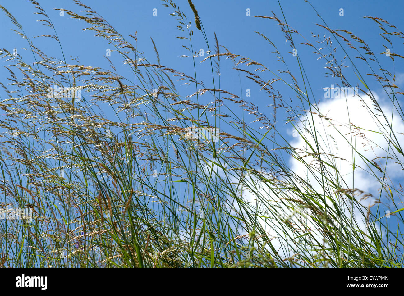 Wiesengraeser, Gras, Graeser Stock Photo - Alamy