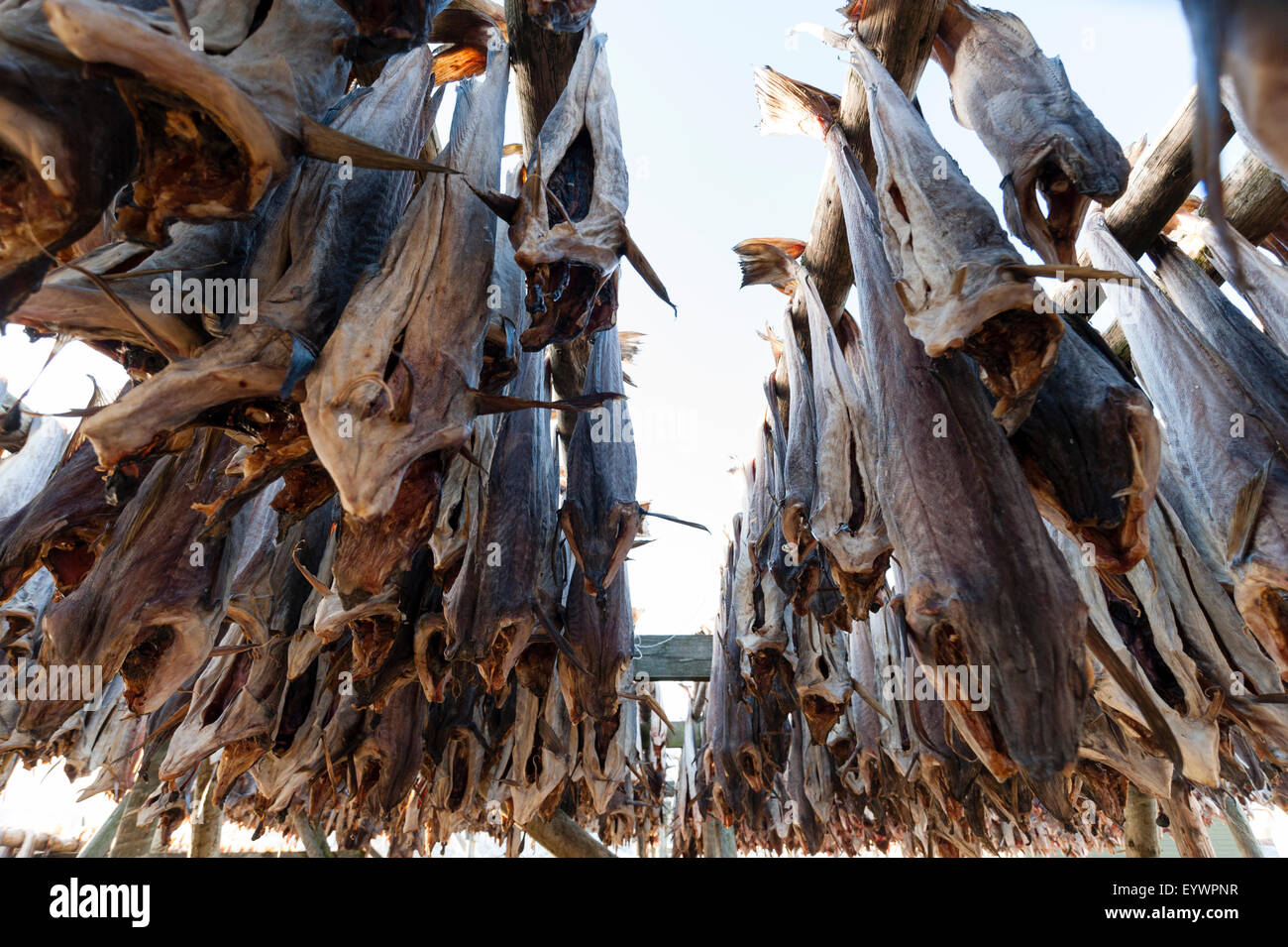 Cod fish drying, Hamnoy, Lofoten Islands, Arctic, Norway, Scandinavia ...
