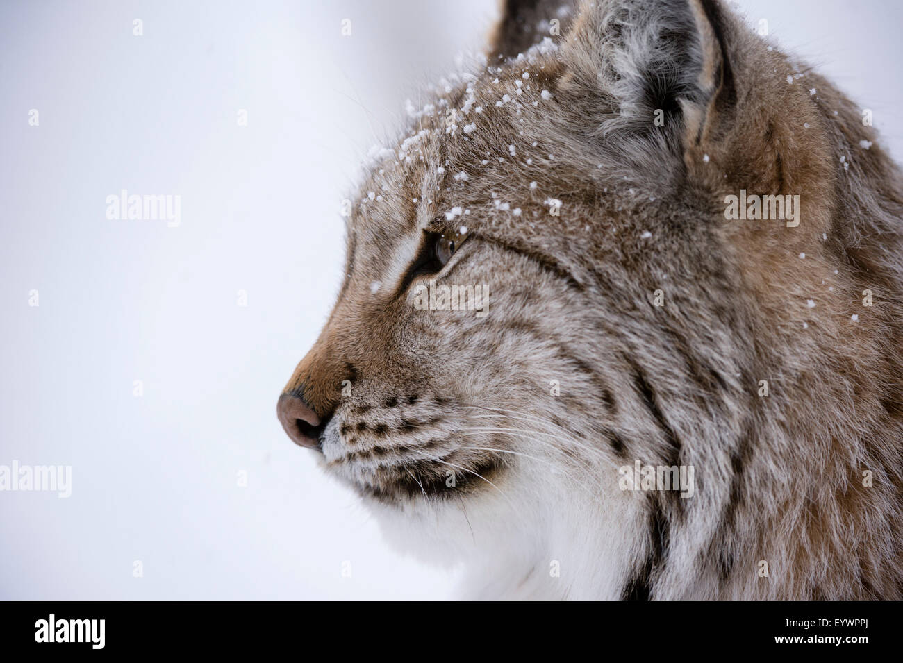 European Lynx (Lynx lynx), Polar Park, Troms, Norway, Scandinavia ...