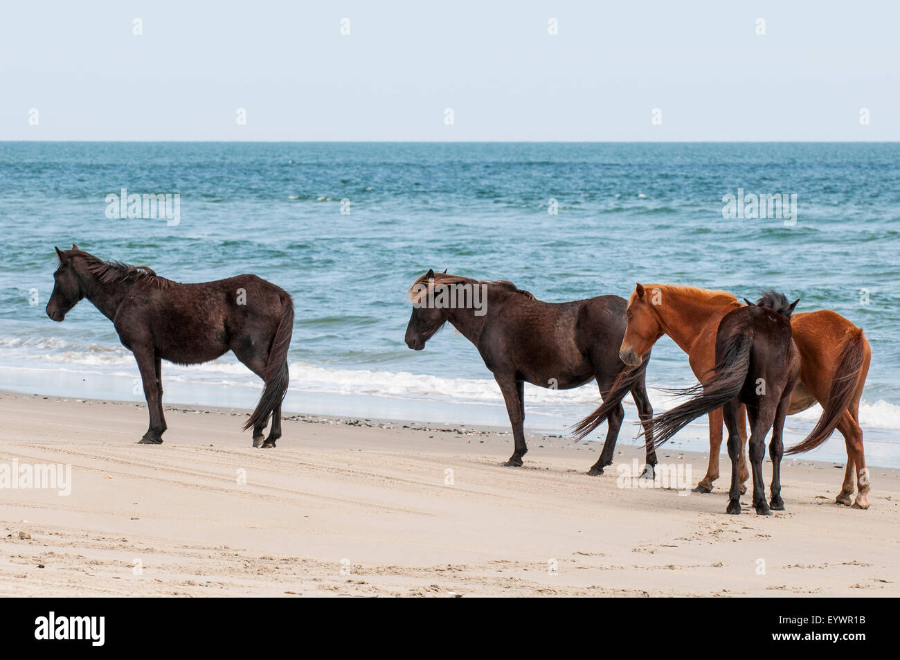 Wild mustang north america hi-res stock photography and images - Alamy