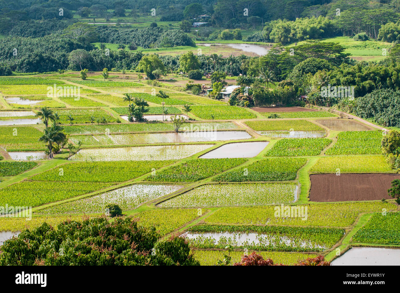 Taro fields in Hanalei National Wildlife Refuge, Hanalei Valley, Kauai ...