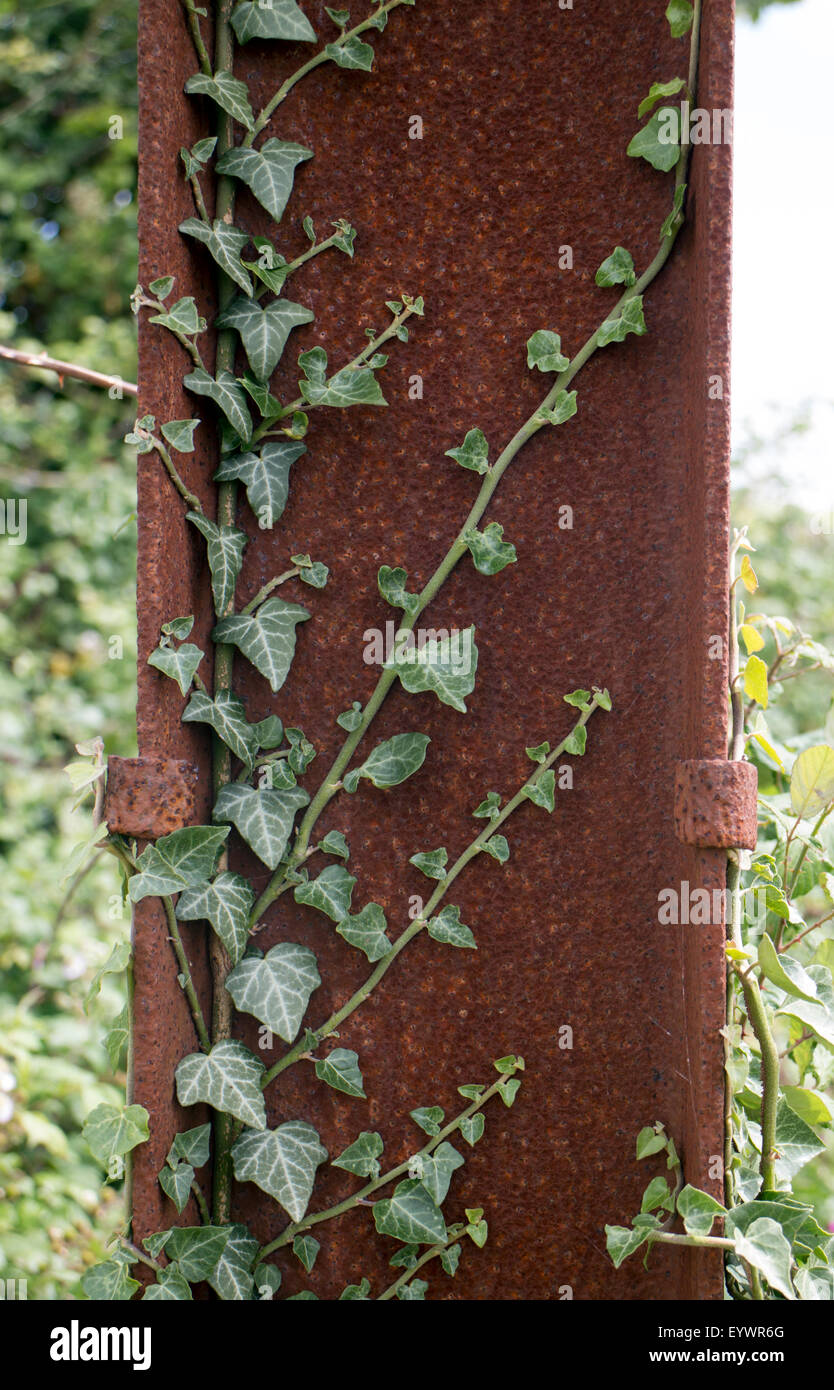 Creeping ivy hi-res stock photography and images - Alamy
