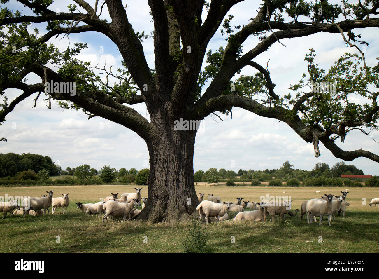 Sheep under oak tree hi-res stock photography and images - Alamy