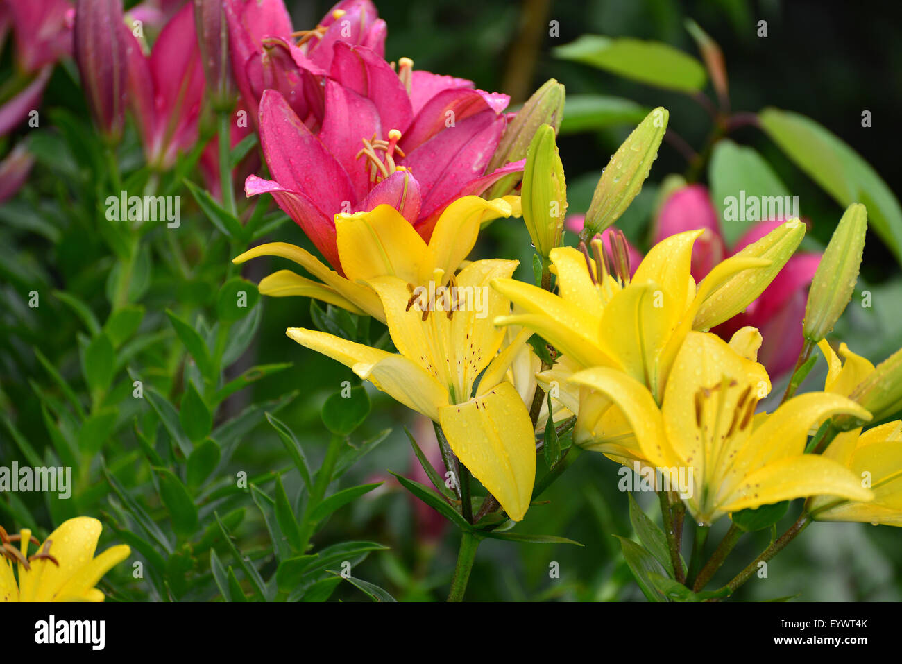Lilies in a drops of water after rain Stock Photo - Alamy