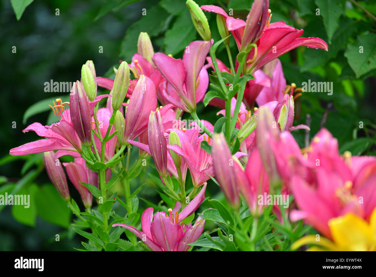 Lilies in a drops of water after rain Stock Photo - Alamy