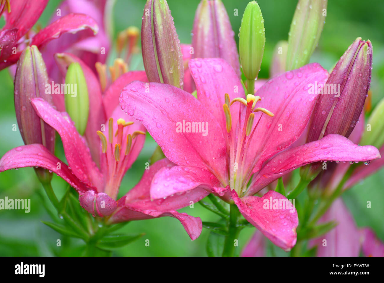 Lilies in a drops of water after rain Stock Photo - Alamy