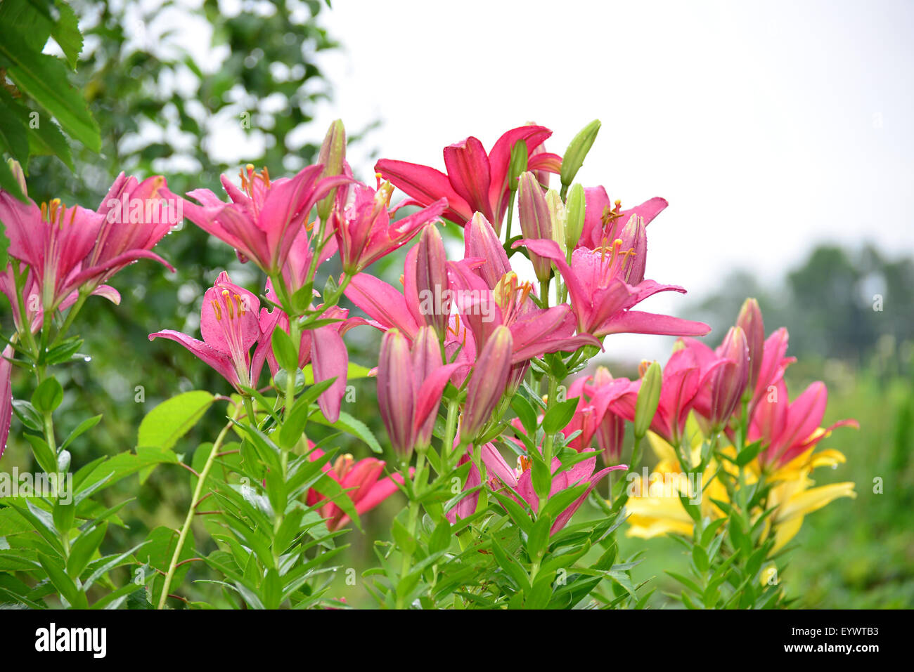 Lilies in a drops of water after rain Stock Photo - Alamy
