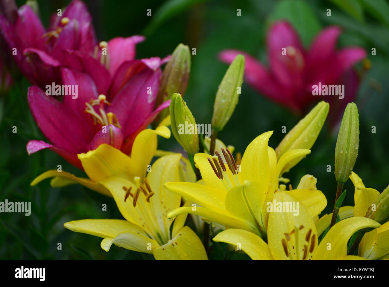 Lilies in a drops of water after rain Stock Photo - Alamy