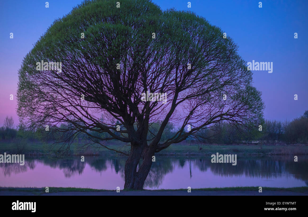 tree and river, sunset Stock Photo - Alamy