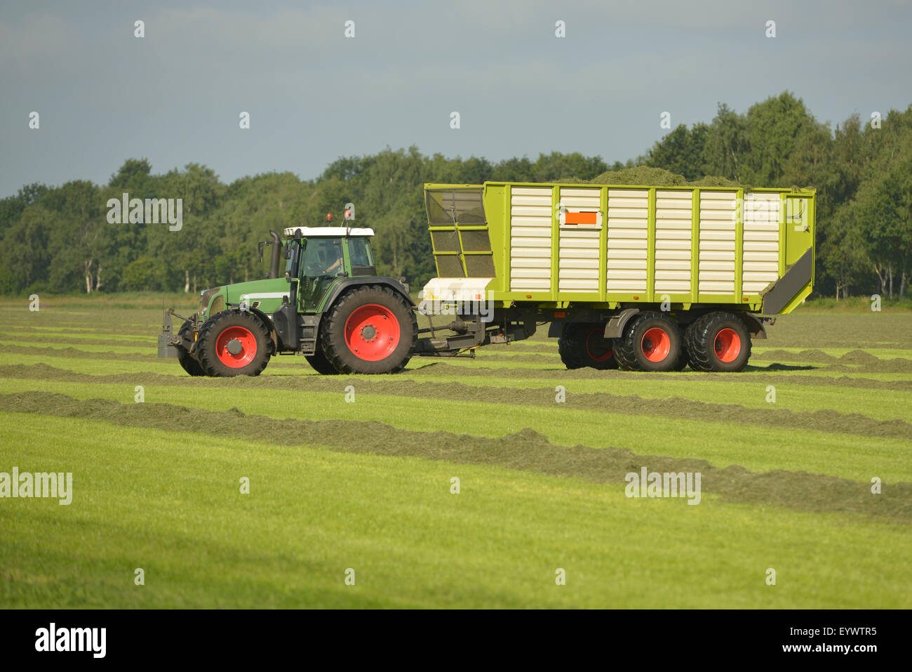 Transport of cut grass with green tractor and grass trailer Stock Photo ...