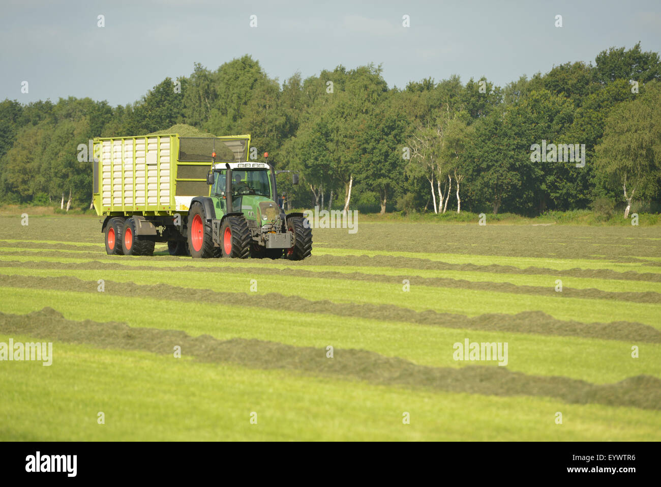 Transport of cut grass with green tractor and grass trailer Stock Photo ...