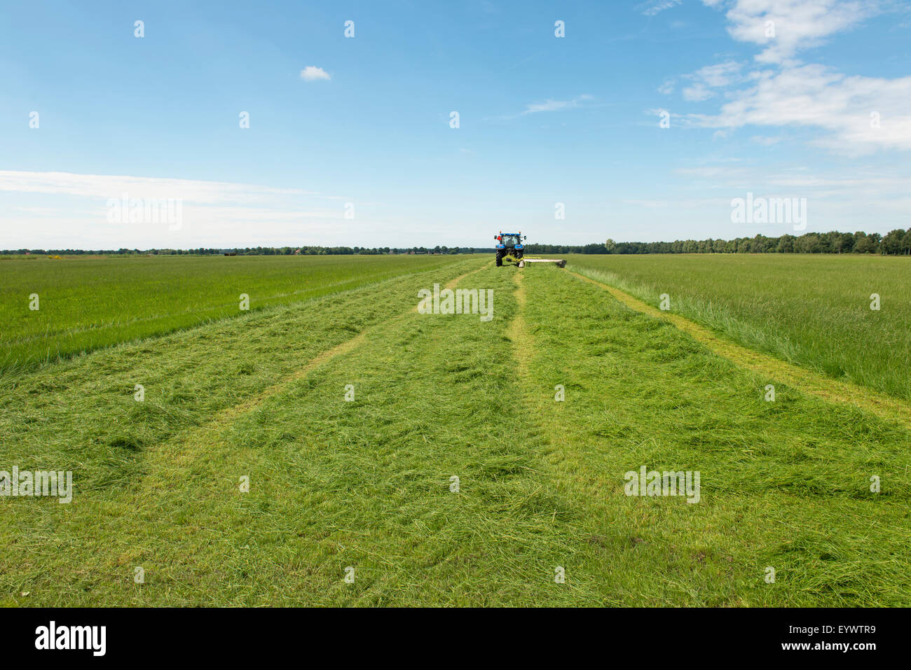 Pasture mowing with blue tractor Stock Photo - Alamy