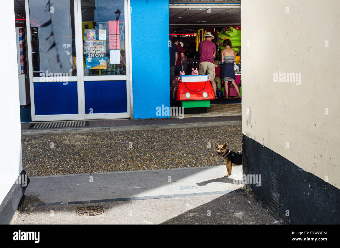 Small dog on lead looking around corner Stock Photo - Alamy