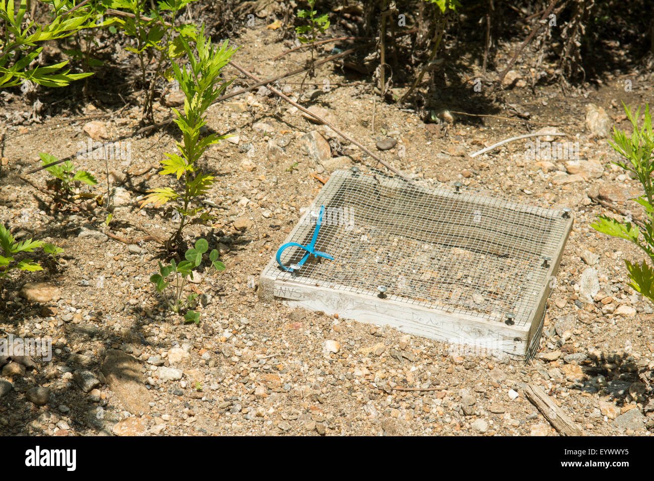 Wood Turtle Nest Box Stock Photo - Alamy