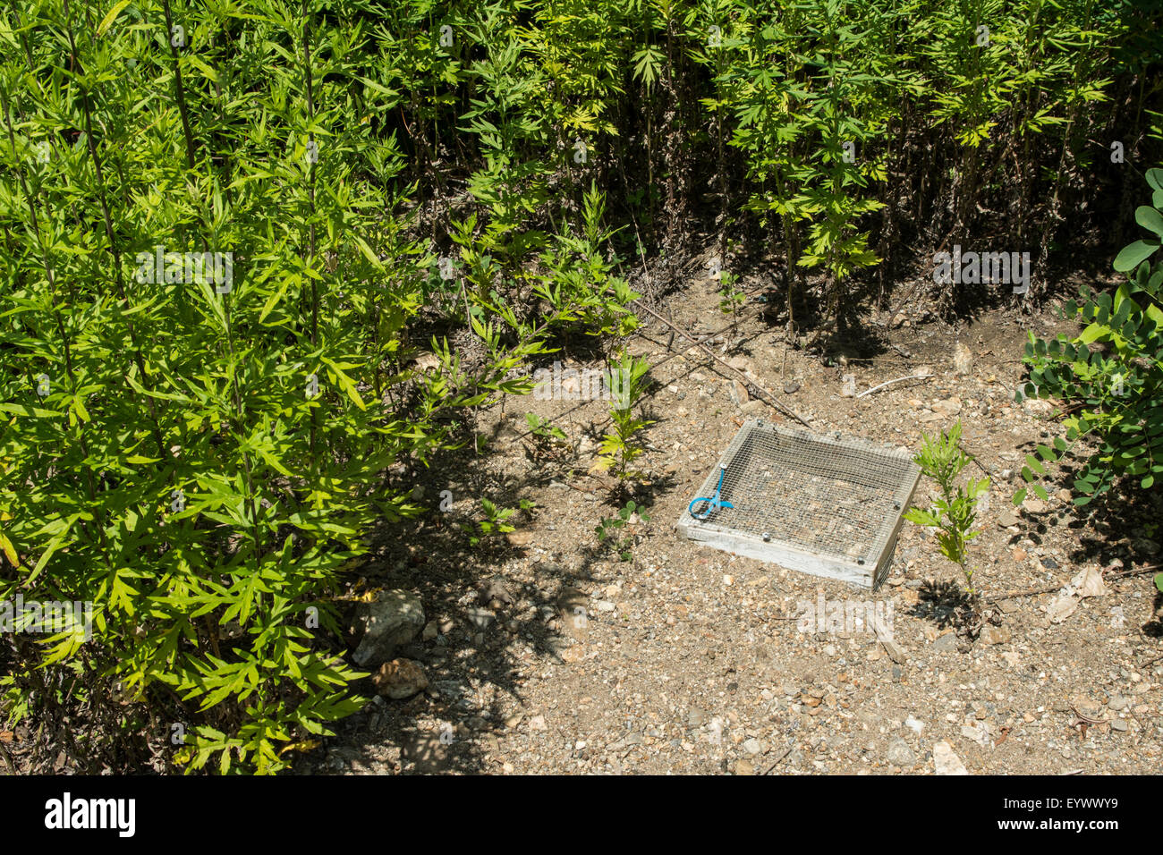 Wood Turtle Nest Box Stock Photo - Alamy
