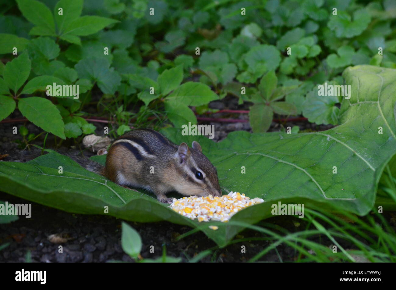 Chipmunks eating hi-res stock photography and images - Alamy