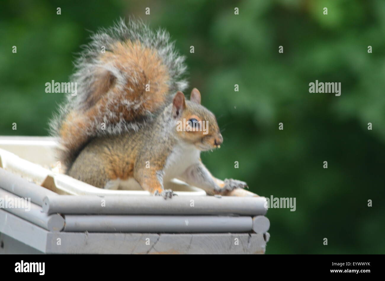 Squirrel feeders hi-res stock photography and images - Alamy