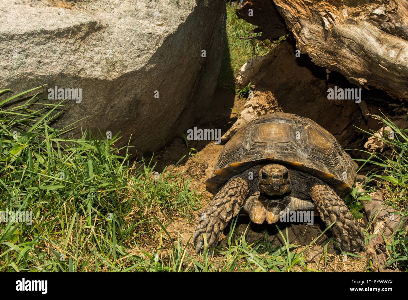 Black Tortoise High Resolution Stock Photography and Images - Alamy