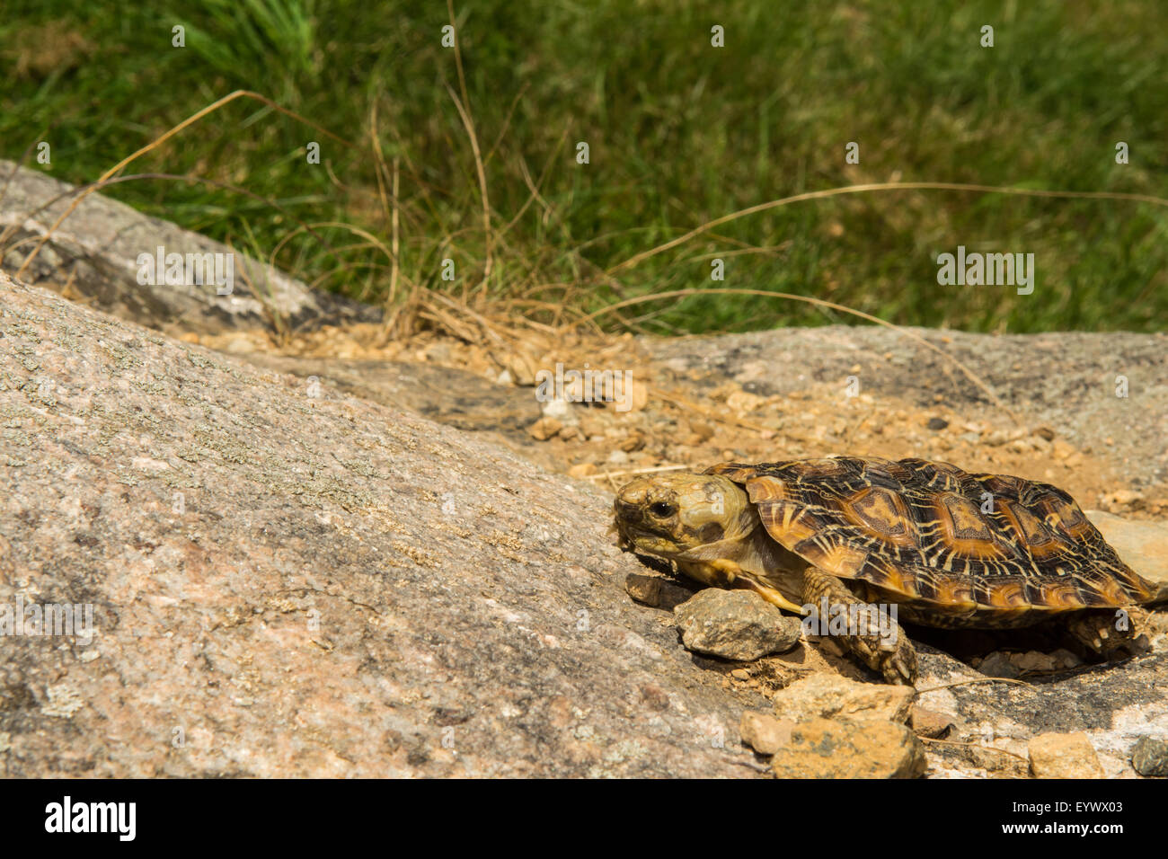 Flat shelled tortoise hi-res stock photography and images - Alamy