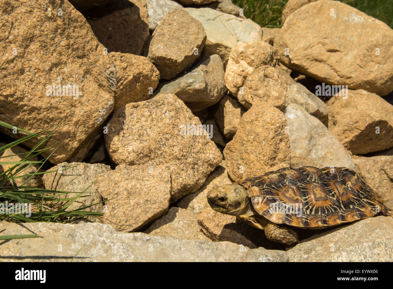 Flat shelled tortoise hi-res stock photography and images - Alamy