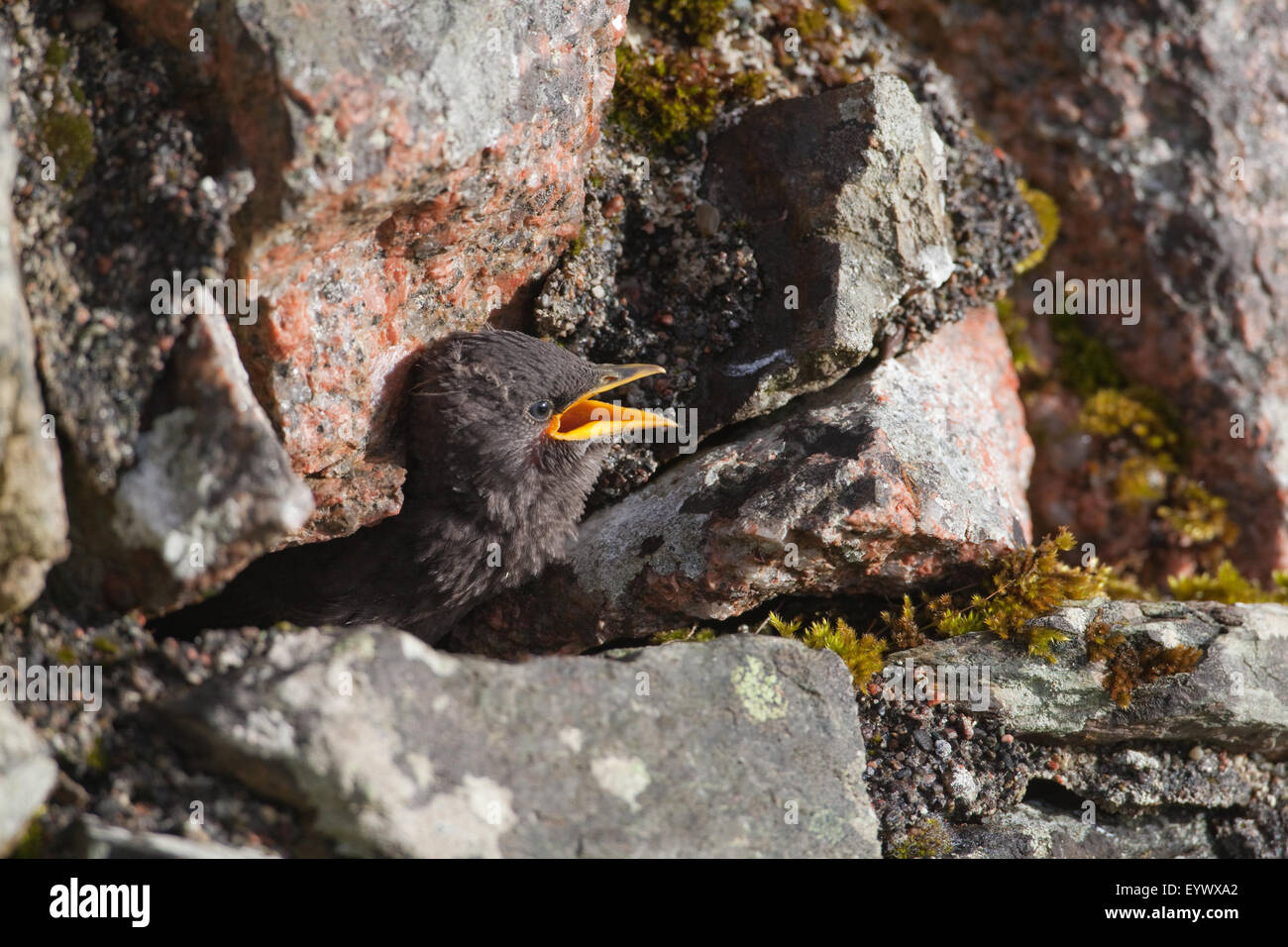 Fledgling starling High Resolution Stock Photography and Images - Alamy