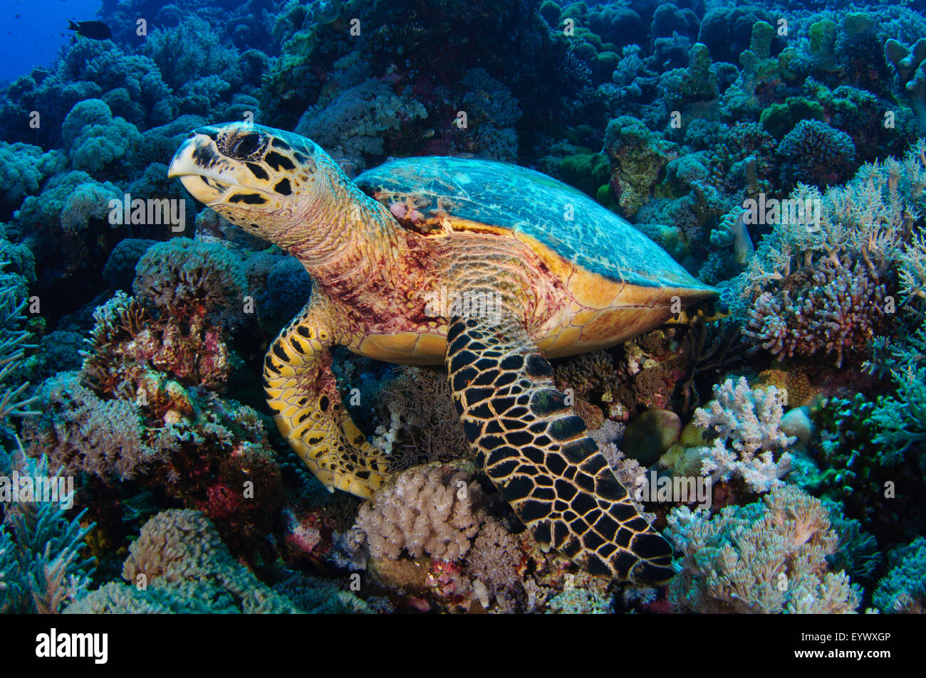 Hawksbill turtle, Eretmochelys imbricata, sitting on the reef, Layang ...