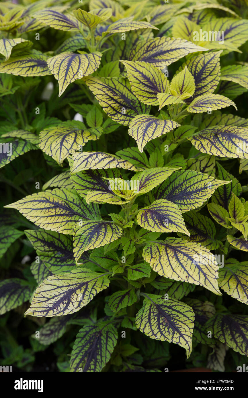 Solenostemon scutellarioides. Coleus 'Gays delight' Stock Photo - Alamy