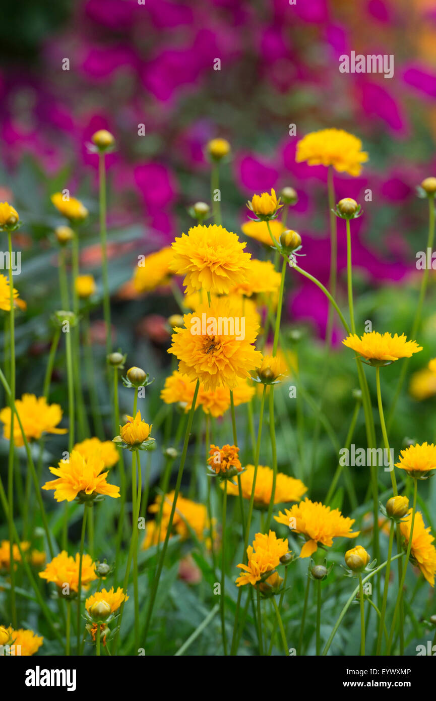 Coreopsis grandiflora ‘Early sunrise’. Hybrid tickseed Stock Photo - Alamy