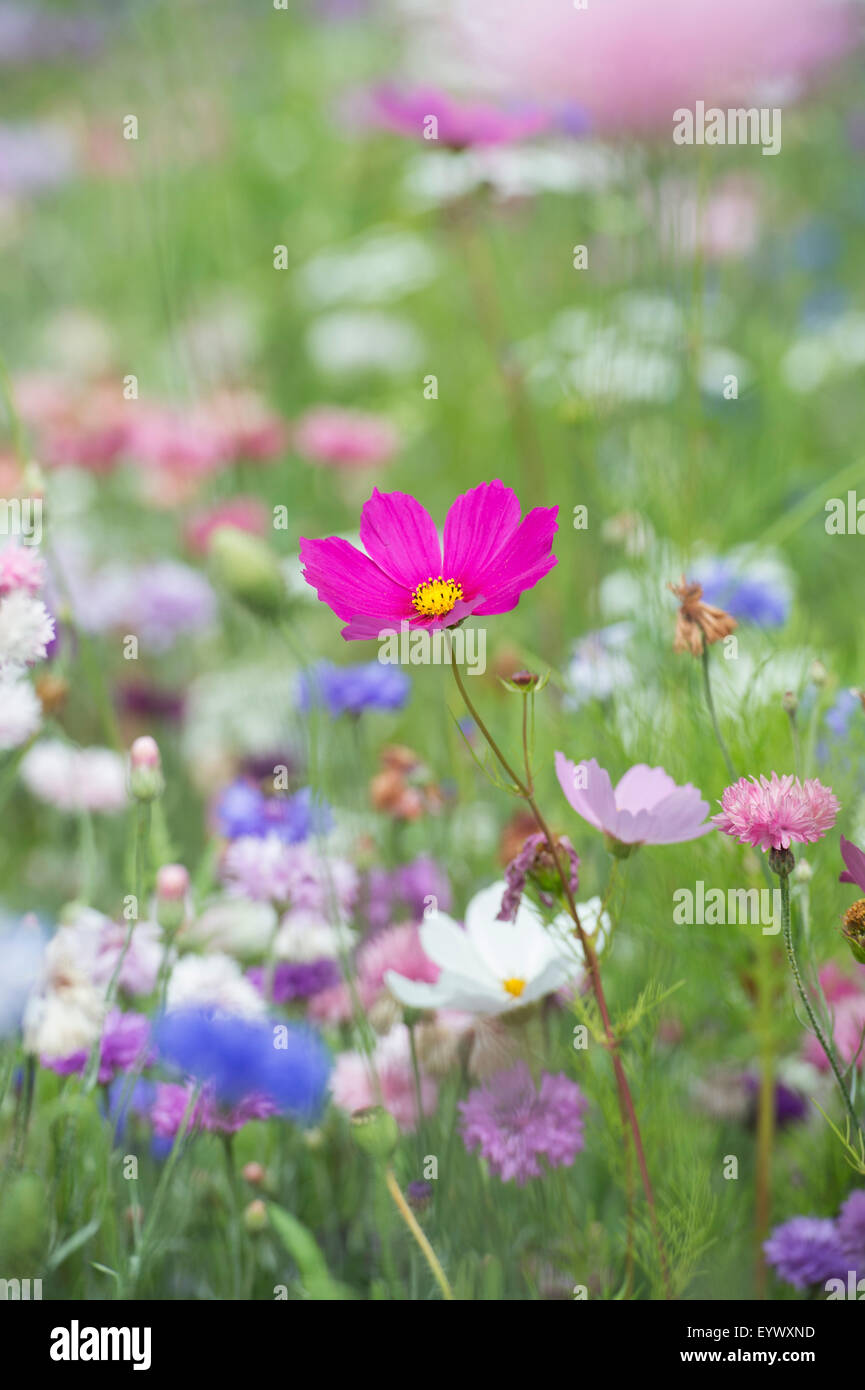 Cosmos bipinnatus. Mexican Aster flower in a wildflower field ...