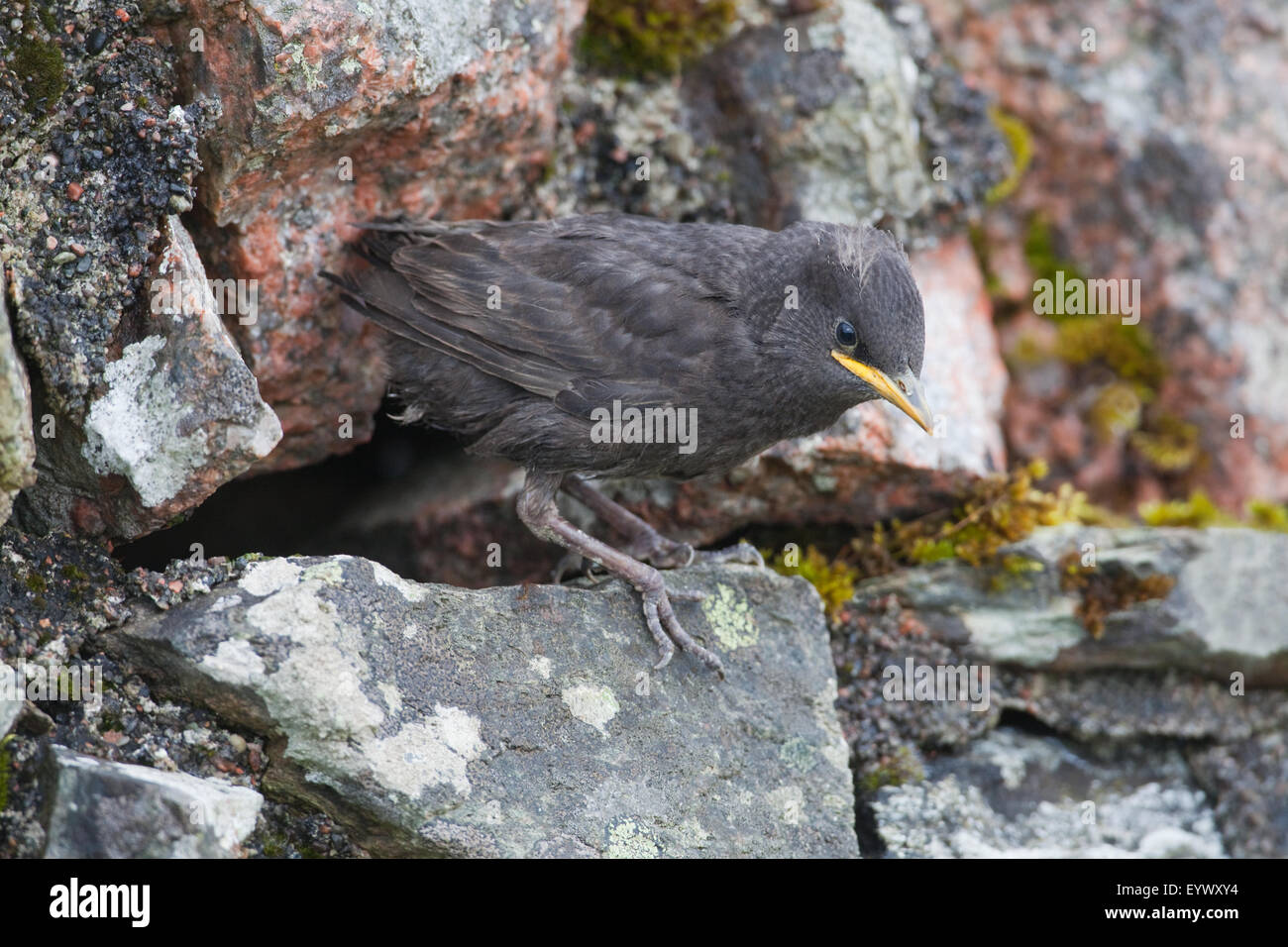Starling (Sternus vulgaris). Fledgling, 22 days old, waiting for a ...