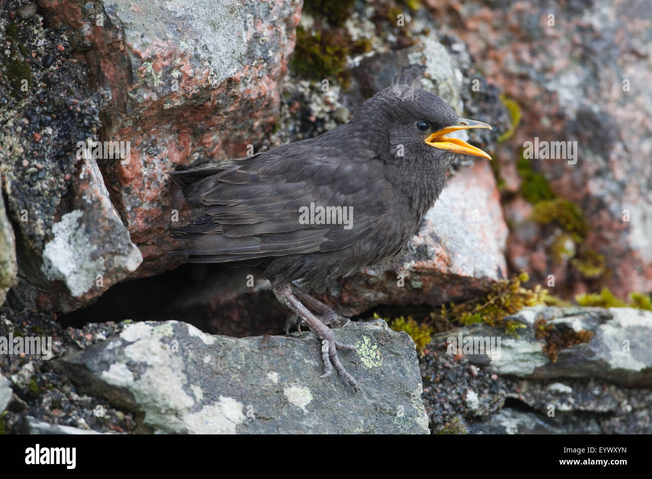 Fledgling starling hi-res stock photography and images - Alamy