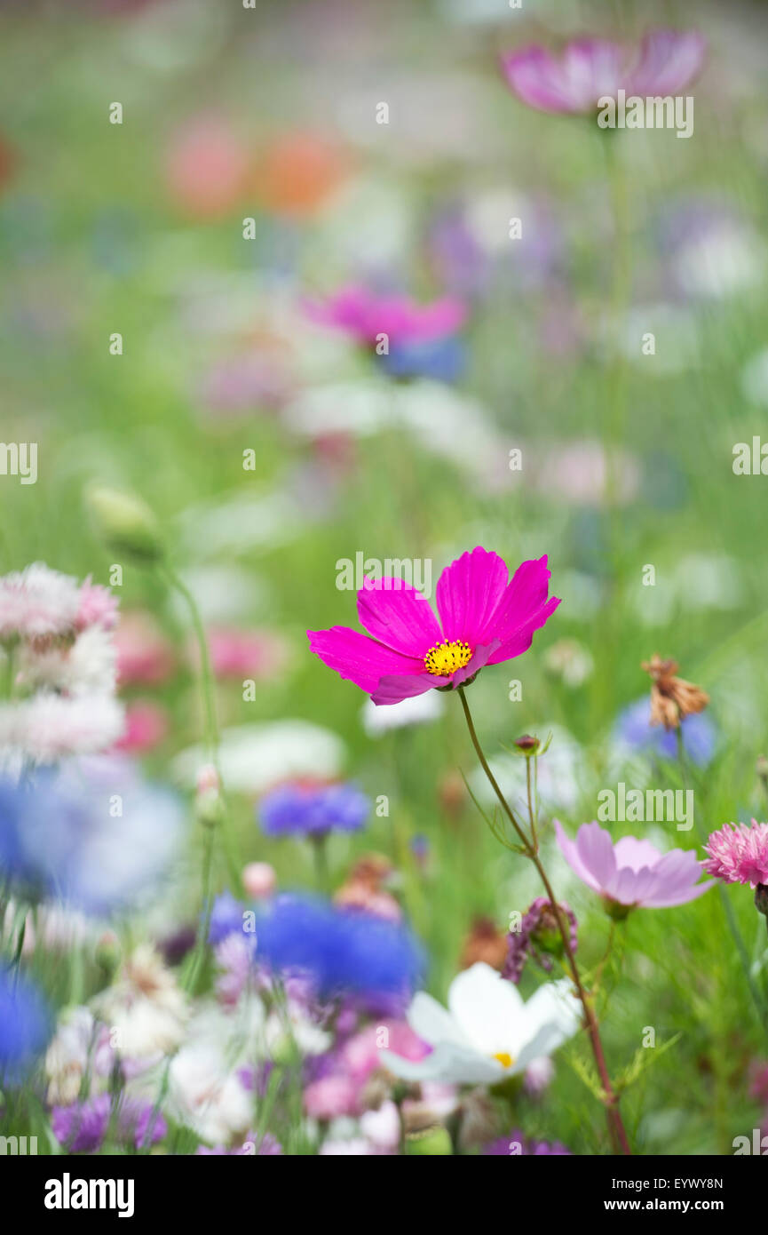 Cosmos bipinnatus. Mexican Aster flower in a wildflower field ...