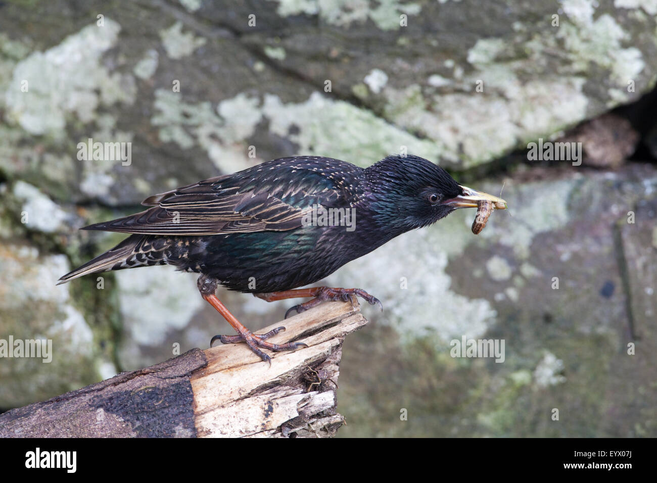 Starling (Sternus vulgaris). Carrying invertebrate larvae to nest in a ...