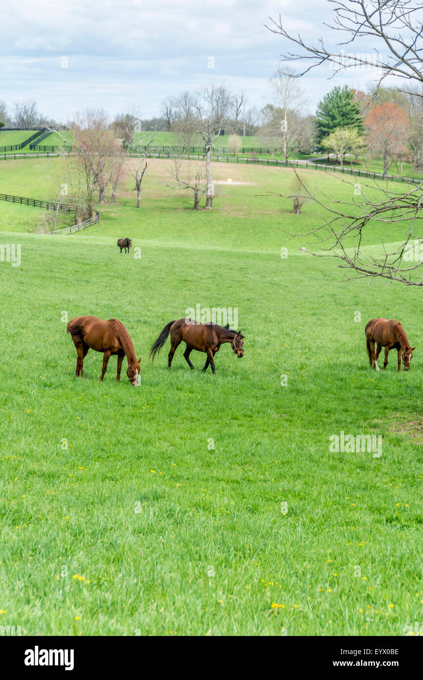 Thoroughbred horses on a horse farm in the Bluegrass region of Kentucky ...
