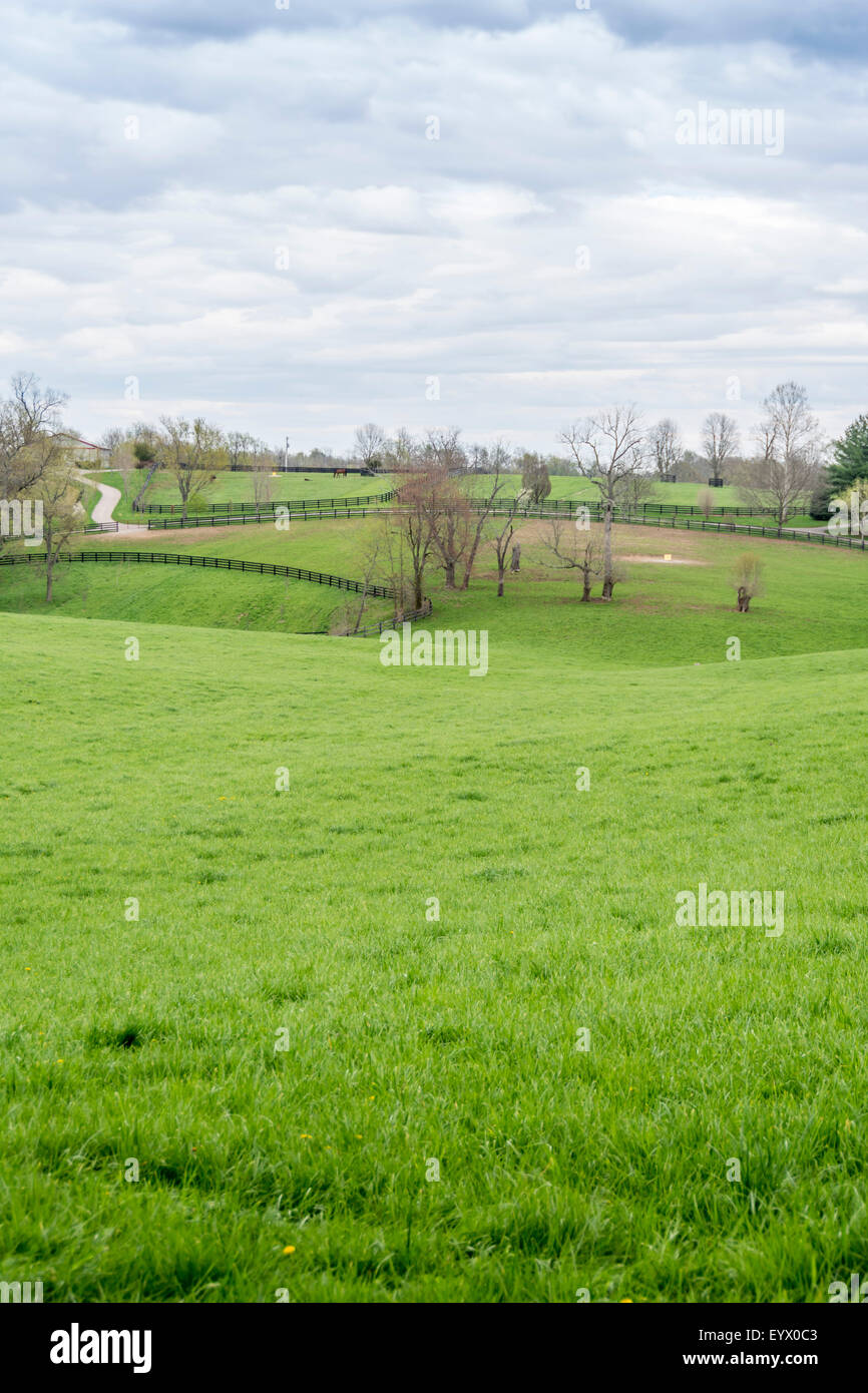 Thoroughbred horses on a horse farm in the Bluegrass region of Kentucky ...